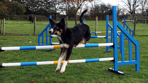 Dog Behaviourist and Dog Training Cheshire and Manchester
