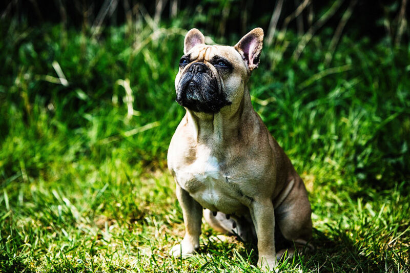 Puppy training Cheshire and Manchester | Damian Riley