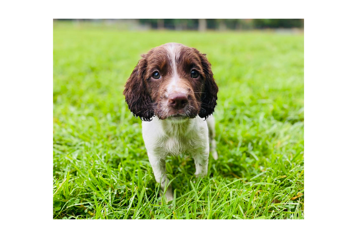 Puppy training Cheshire and Manchester | Damian Riley